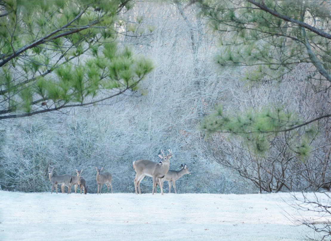 Winter Wildlife at Blue Ridge Mountain Club: What to See | Blue Ridge ...